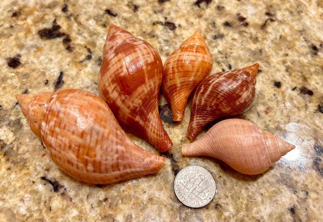 5 RARE TRUE TULIPS Florida Seashells Vibrant Fall Colors Seashells ...