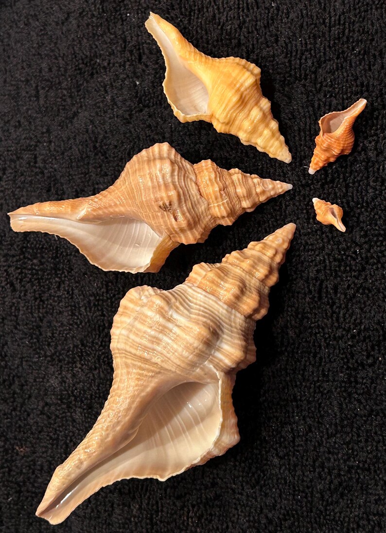 Rare* Horse Conch Family of 5 Growth Chart 16.5-118.5 Mm Florida ...