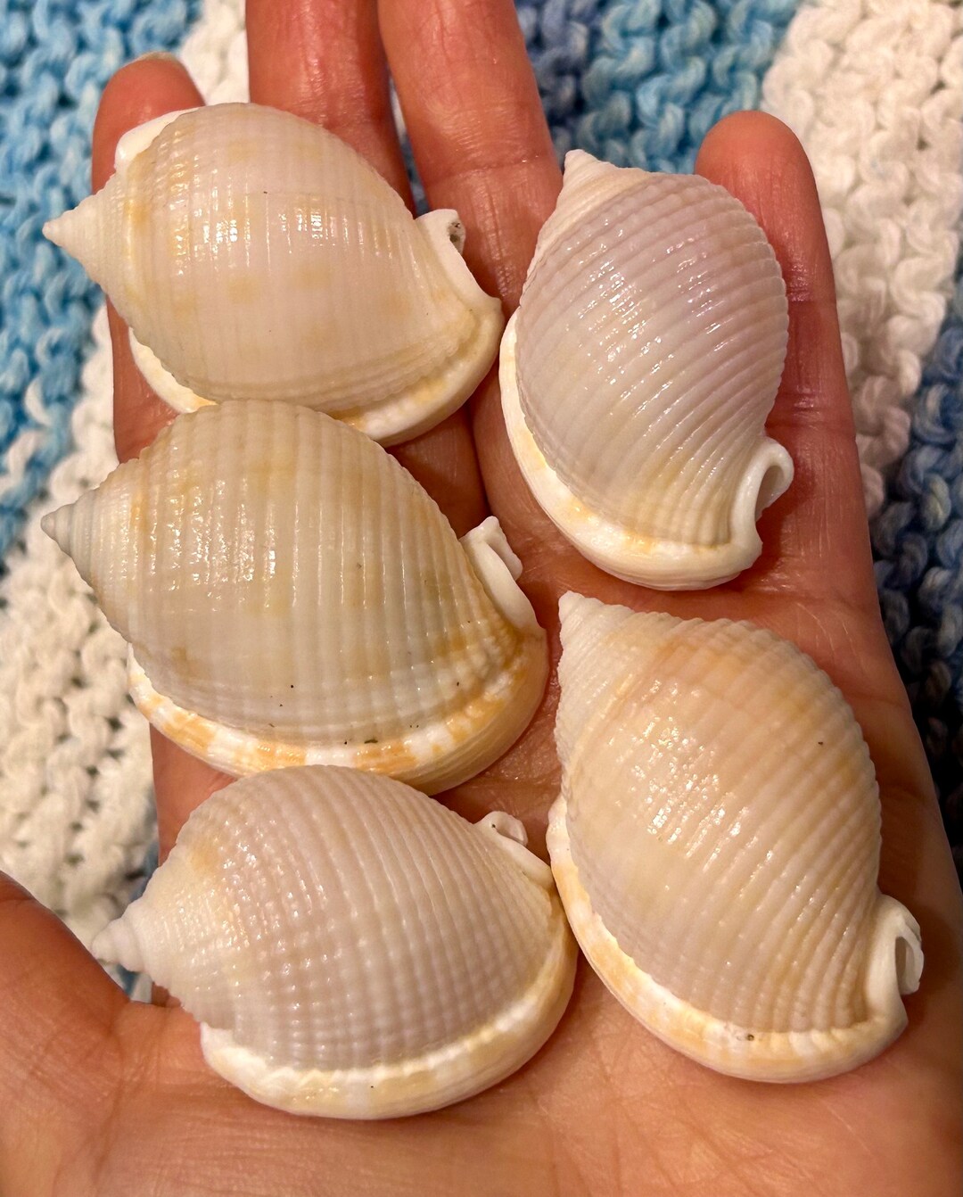 5 Gorgeous SCOTCH BONNET Florida Seashells East Coast Palm Beach #140 ...