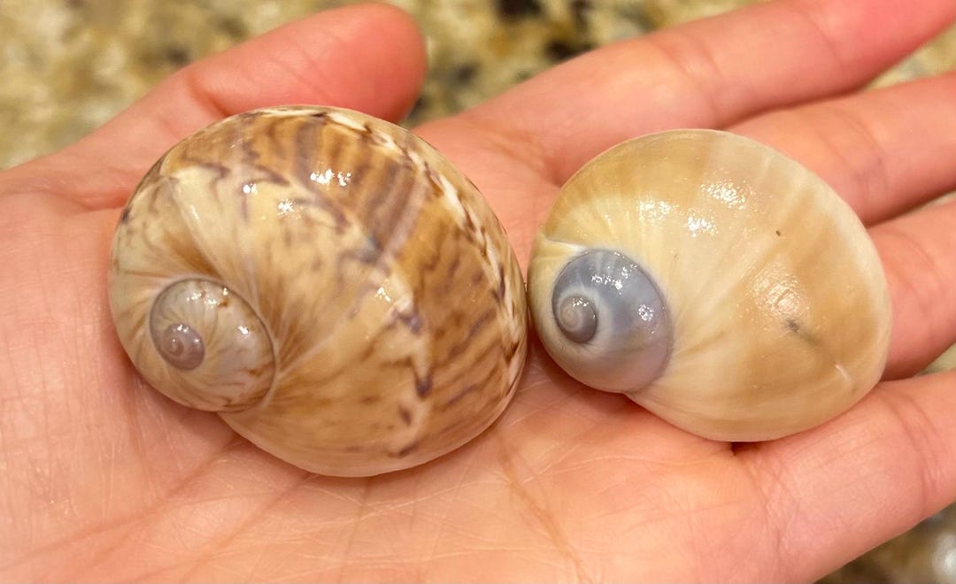 RARE* LARGE* Golden Gaudy Natica 36mm (naticarius Varae) Indigenous in ...