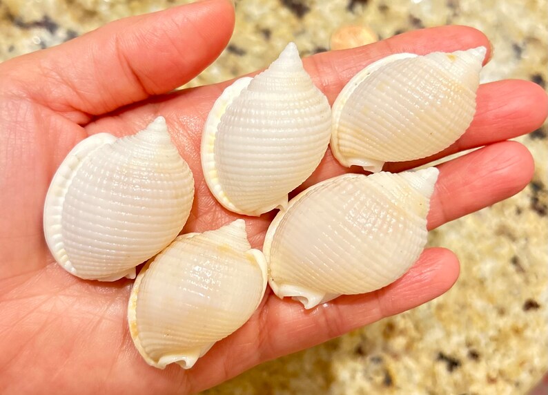 5 Gorgeous SCOTCH BONNET Florida Seashells East Coast #39 - Etsy