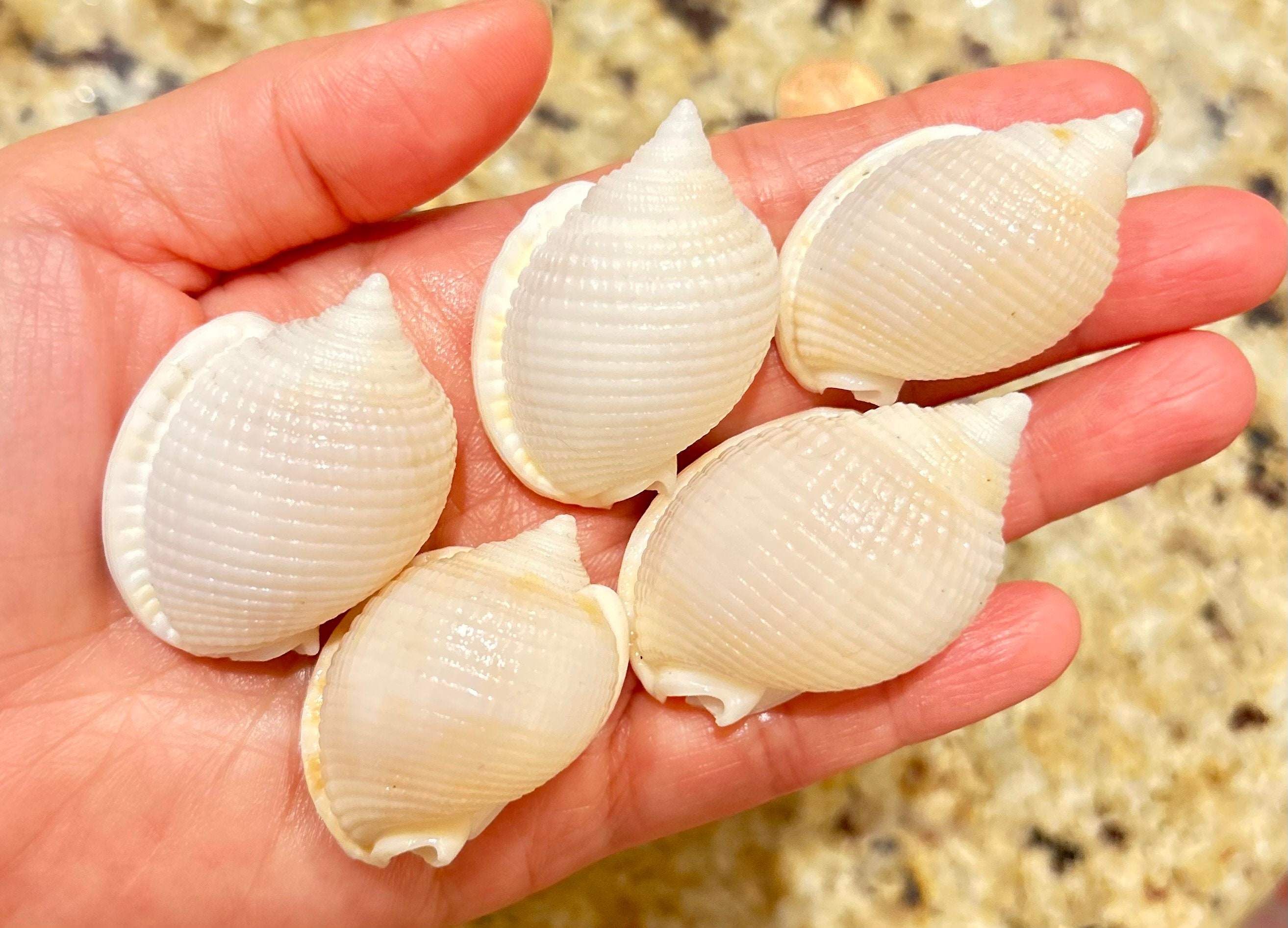 5 Gorgeous SCOTCH BONNET Florida Seashells East Coast #39 - Etsy