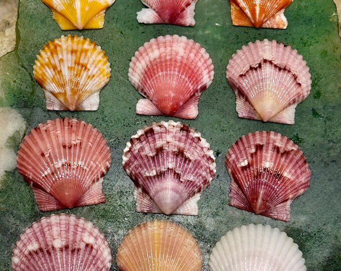 12 Perfect Multi Colored CALICO SCALLOPS Florida Seashell Jewelry ...