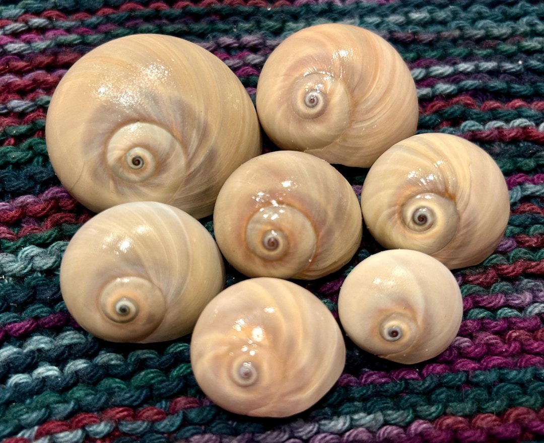 7 Small/ Large Paul Newman Eyes/ Blue Eyes SHARK EYES / Moon Snails ...