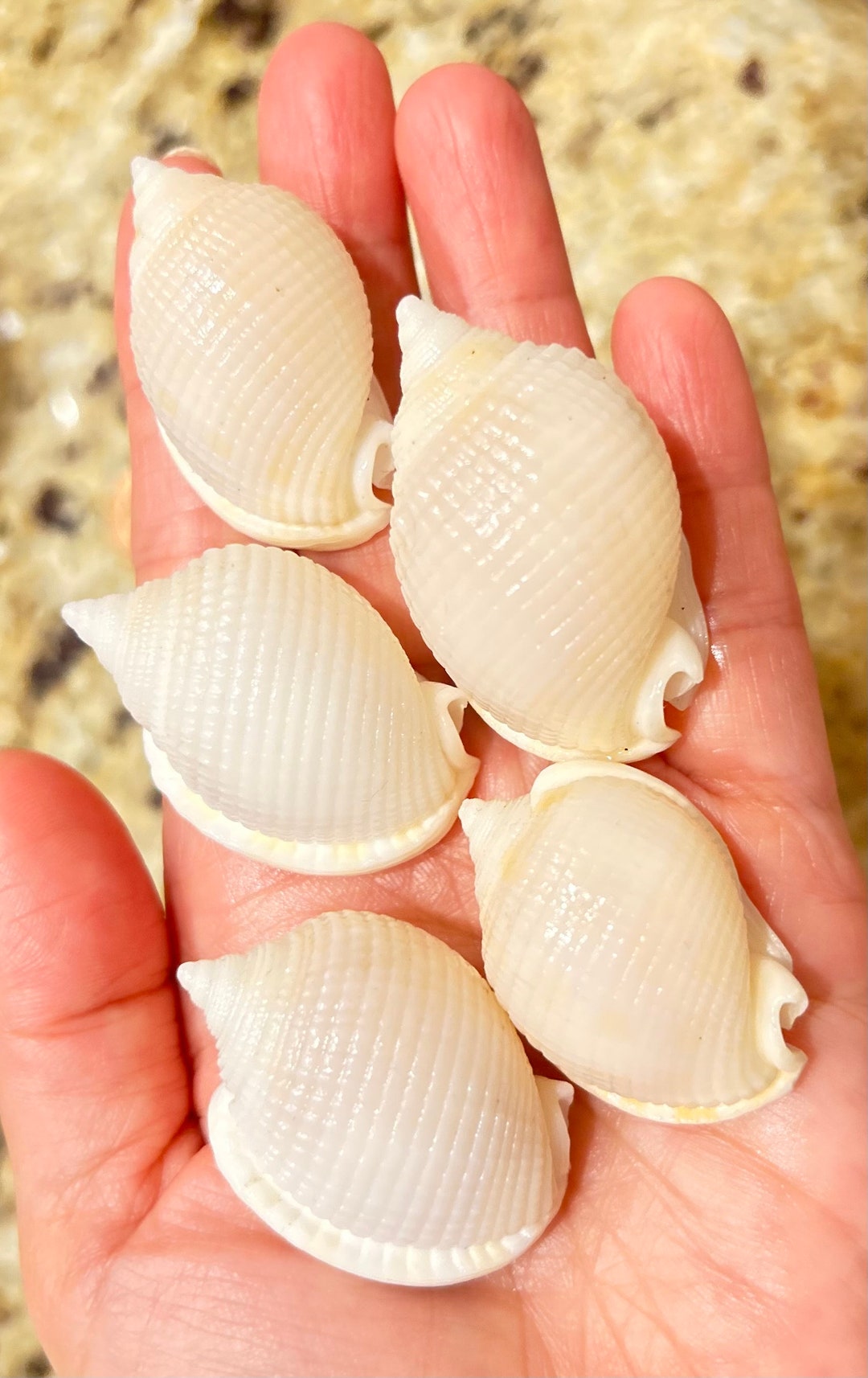 5 Gorgeous SCOTCH BONNET Florida Seashells East Coast #39 - Etsy