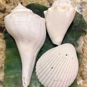 RARE* ALBINO/ ALBINISM Juvenile Florida Fighting Conch, Lightning Whelk ...