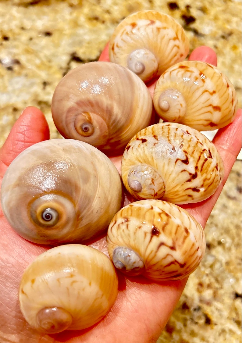 7 MOON SNAILS Large 33.5mm to 45mm in Length large Gaudy Natica, Sharks ...