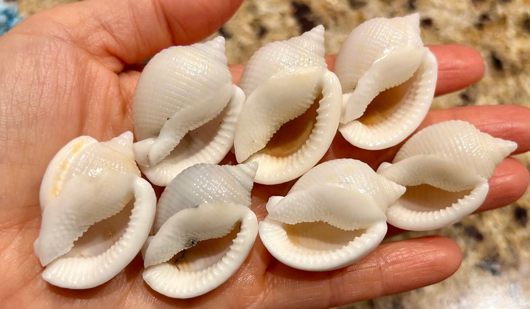 7 Gorgeous and Cute SCOTCH BONNET 33-38mm in Length Florida Seashells ...