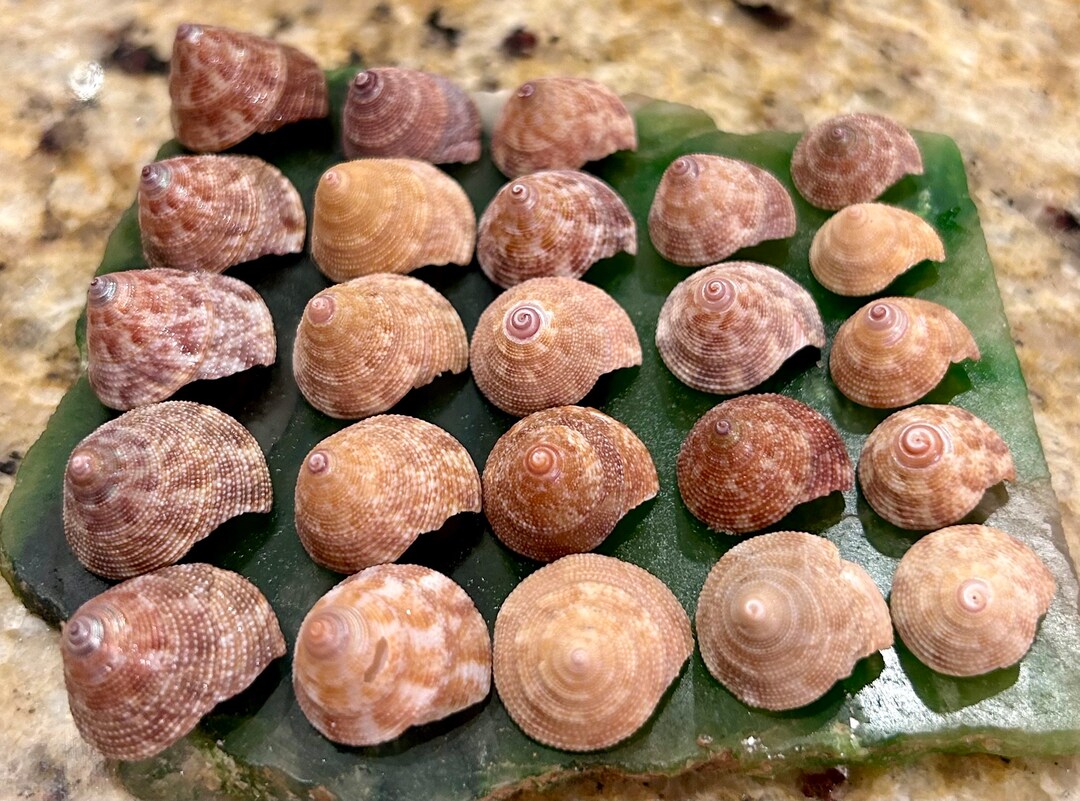 24 Beautiful Top Snails Florida Seashells Jewelry Making/ Shell ...
