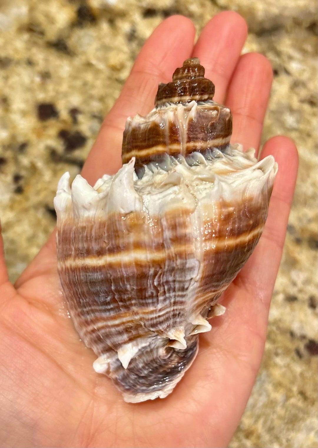 FREAK* Rare* KING CROWN Conch Anomaly Seashell 91mm Florida Seashell ...