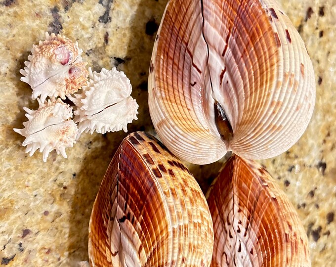 Set of 6 Heart Shaped Atlantic Giant Cockles and Spiny Jewel Boxes ...