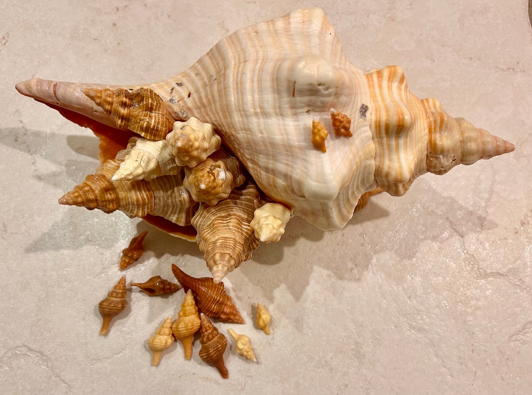 Set of 20 Great Collection of HORSE CONCH Family 20.5mm-282mm in Length ...