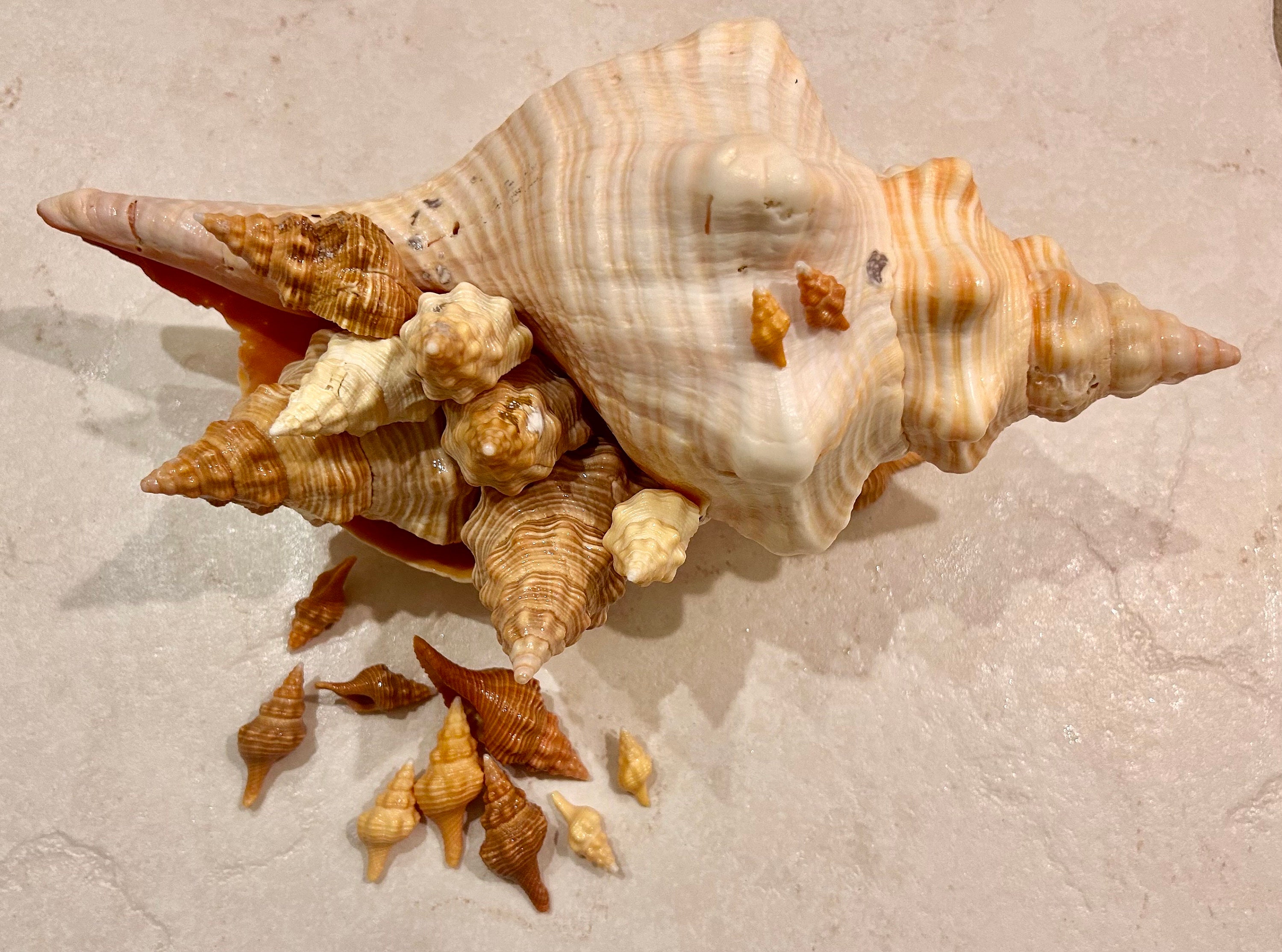 Set of 20 Great Collection of HORSE CONCH Family 20.5mm-282mm in Length ...