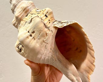 HORSE CONCH LARGE and Heavy 11” Florida State Shell Collected on ...