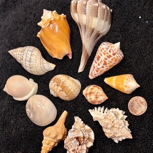 12 FLORIDA SEASHELLS Flagship/ Gastropods Set/ Collection SHELL Gift ...