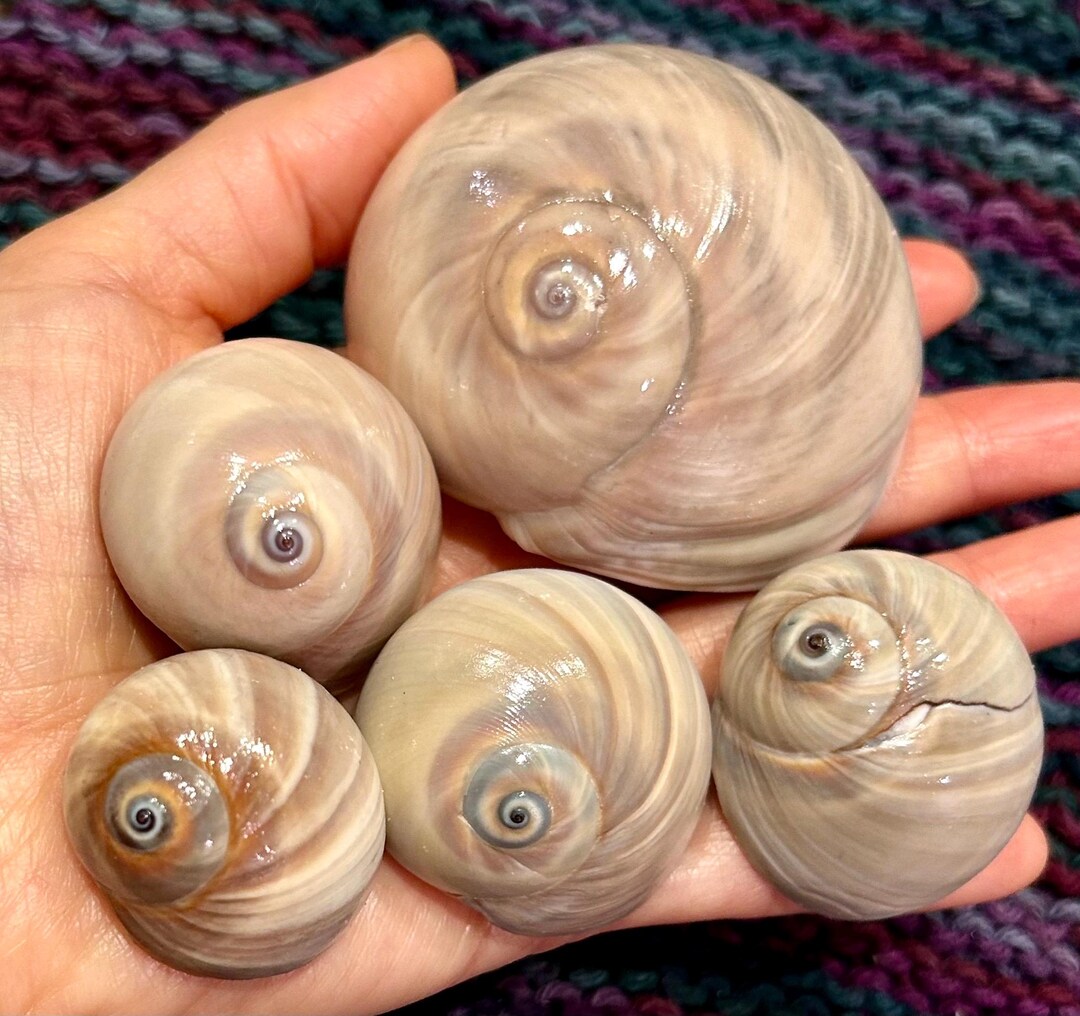5 Small/ Large SHARK EYES / Moon Snails Florida Seashells 32-65 Mm ...