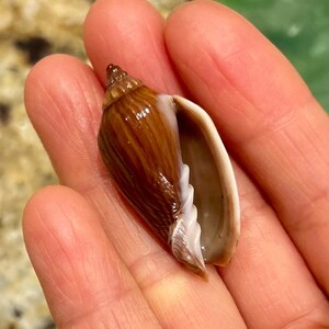 Amazing AMORIA ZEBRA 36mm Worldwide Seashells Australia Dark Form of ...