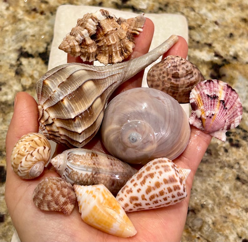 Great Value 10 Florida Seashells Mini Collection Alphabet Cone, Lace ...