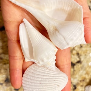RARE* ALBINO/ ALBINISM Juvenile Florida Fighting Conch, Lightning Whelk ...