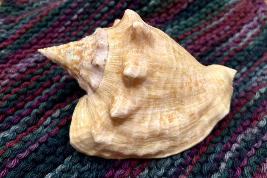 Specimen With OPERCULUM MILK CONCH 113mm Florida Seashells Florida Keys ...