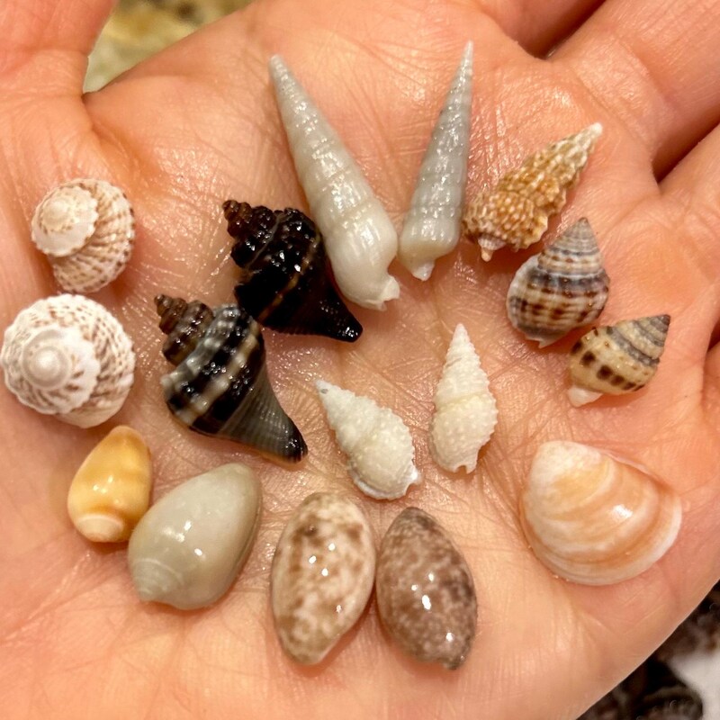 Rare Sea Shells - Etsy