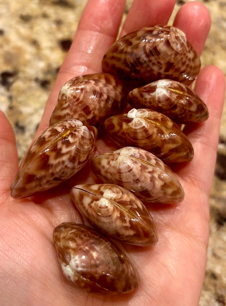 8 Hinged Dark Chocolate CALICO CLAMS Florida Seashells Handpicked on ...