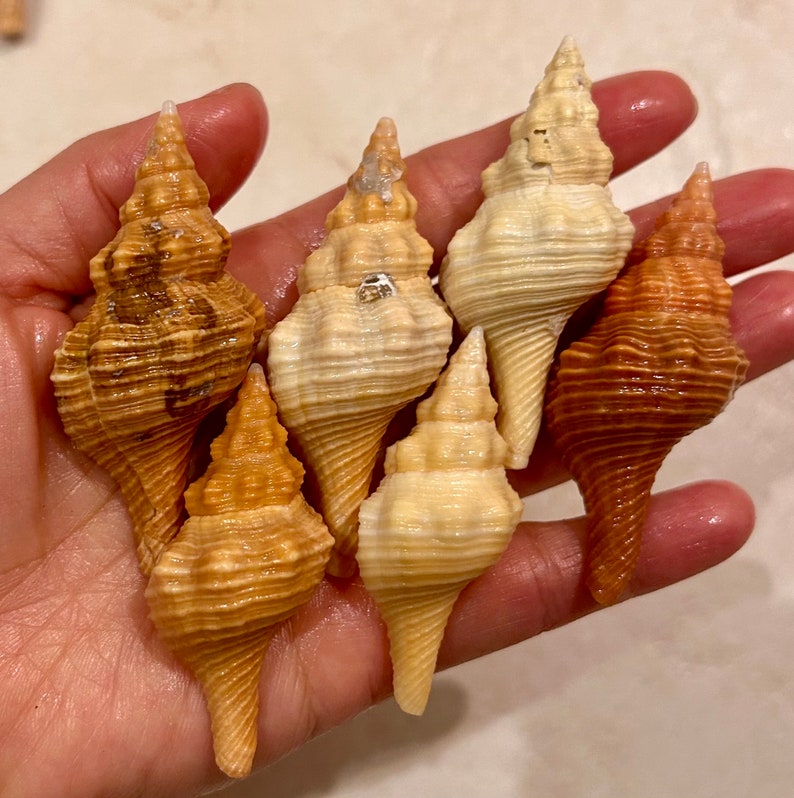 Set of 20 Great Collection of HORSE CONCH Family 20.5mm-282mm in Length ...