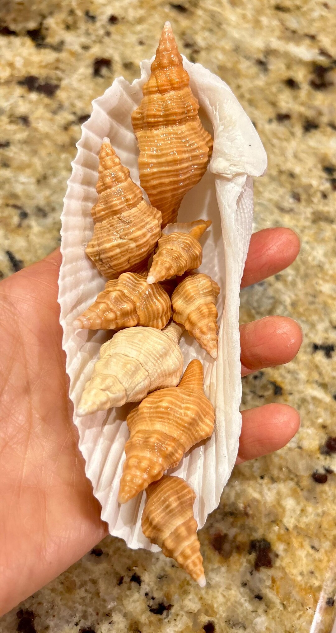8 HORSE CONCHS Nestling in an ANGEL Wing Shell Florida Seashells ...