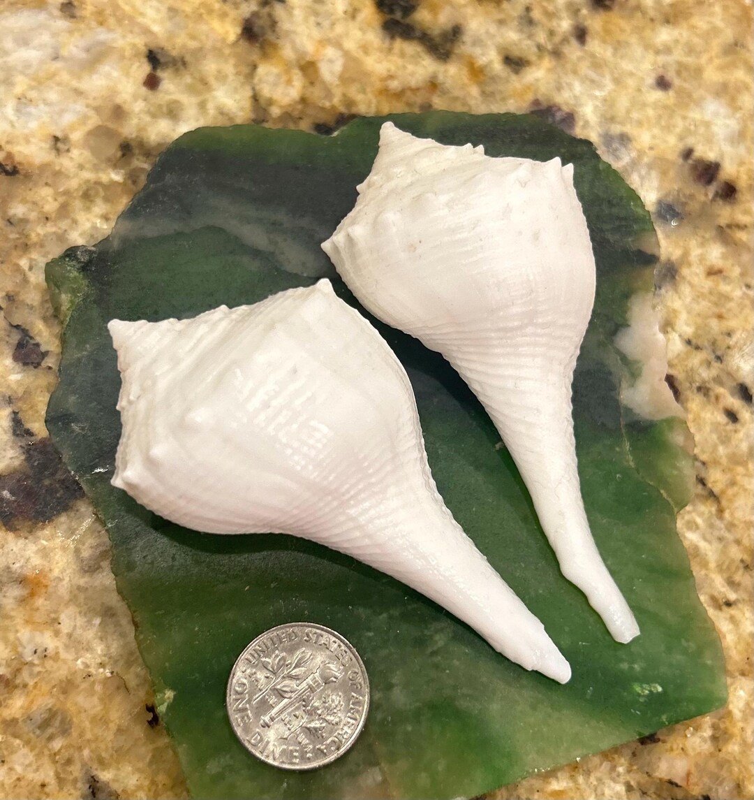 RARE* ALBINO DUO Lightning Whelks 72mm &74.5mm Florida Seashells ...