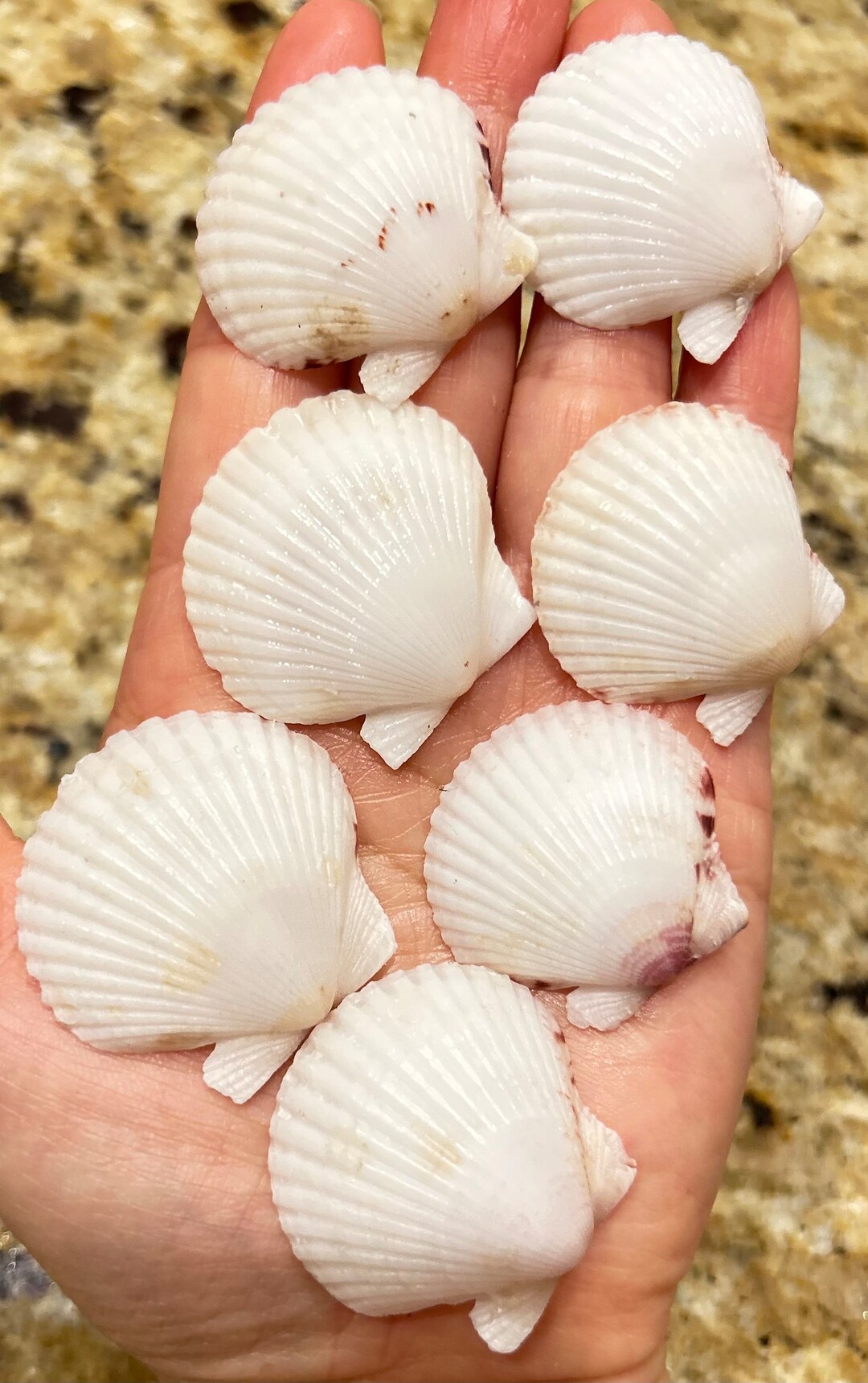 7 WHITE CALICO SCALLOPS Florida Seashell Handpicked on 10K Island #144 ...