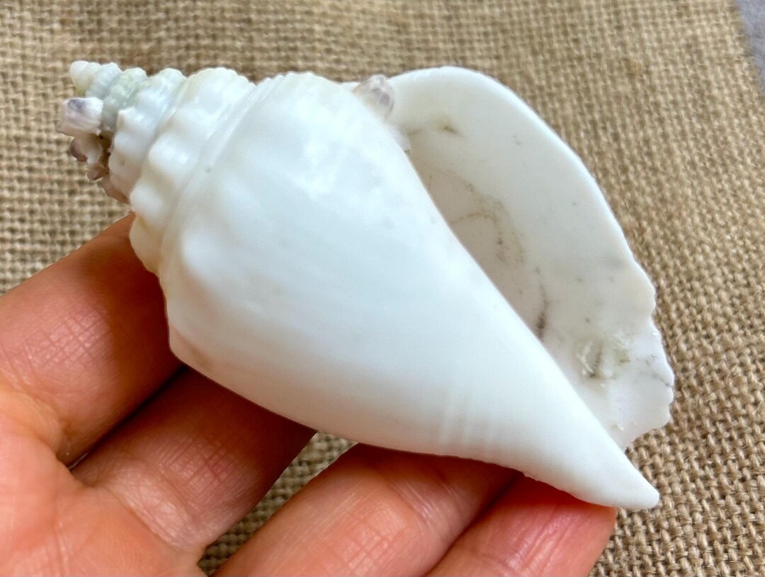 RARE* ALBINO Story Florida Fighting Conch With Characters 75.5mm ...