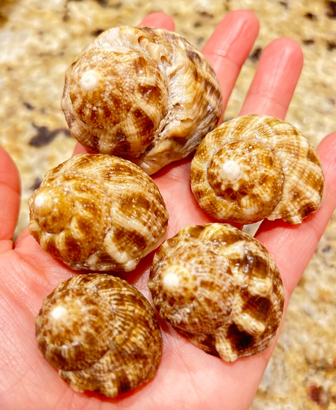 5 Tuber GREEN STAR SNAIL 28mm-42mm Florida Seashells Collected in Palm ...