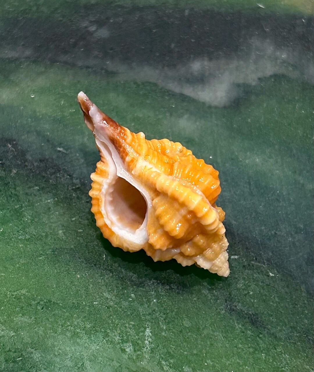 RARE* Large* ROSE MUREX 33.5mm Multi Color Florida Seashellcollectible ...