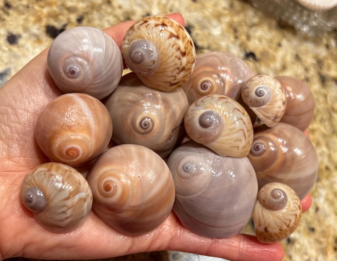 13 MOON SNAILS (gaudy Natica, Shark’s Eye) Florida Seashells Collected ...
