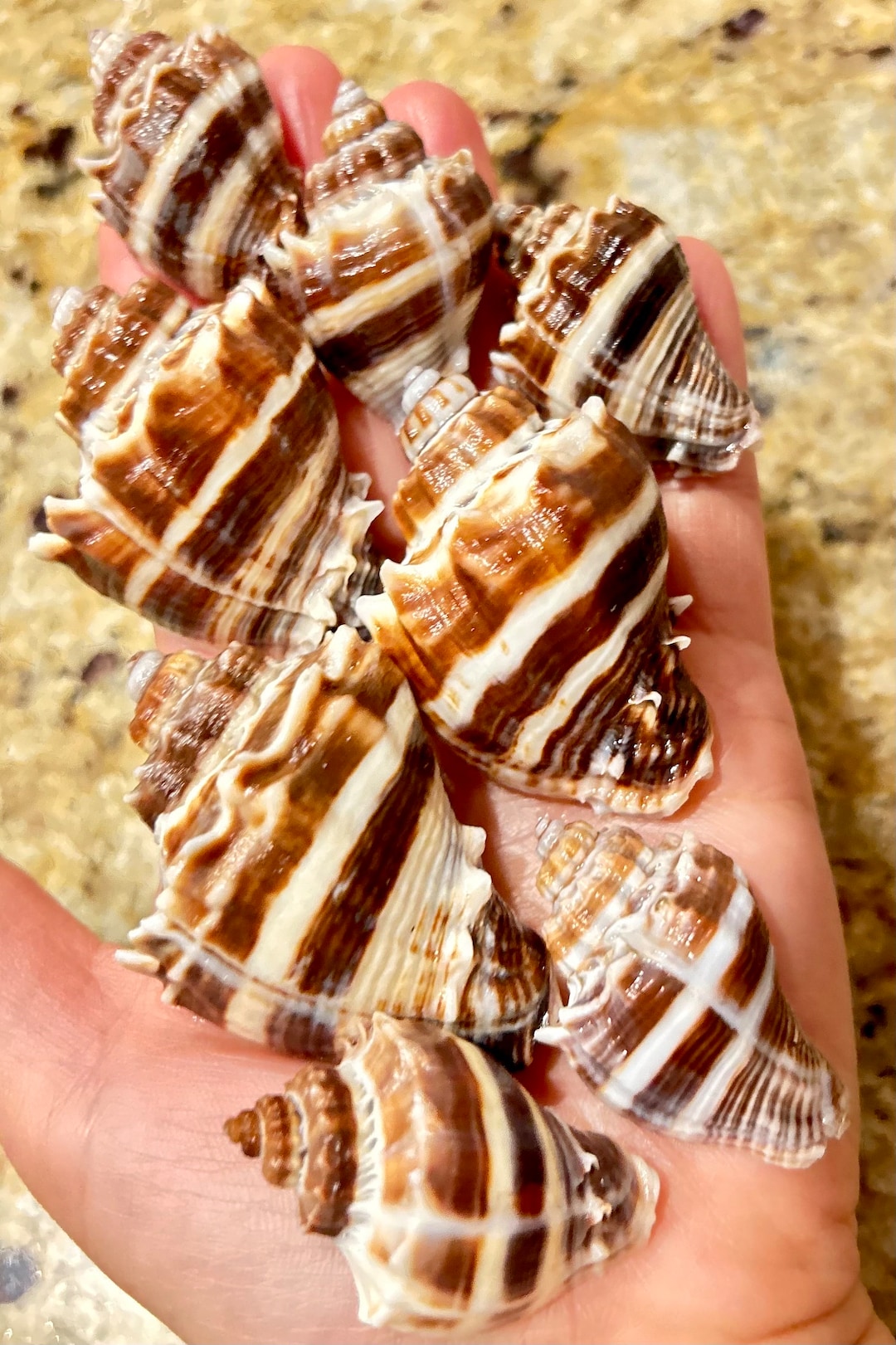 8 Dark KING CROWN CONCHS Florida Seashells Collected on East Coast #106 ...