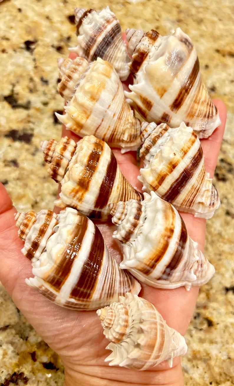 8 Light KING CROWN CONCHS Florida Seashells Collected on East Coast 124 ...