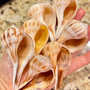 7 Gorgeous Dark Chocolate/light Yellow PEAR WHELKS 60mm-80.5mm Florida ...