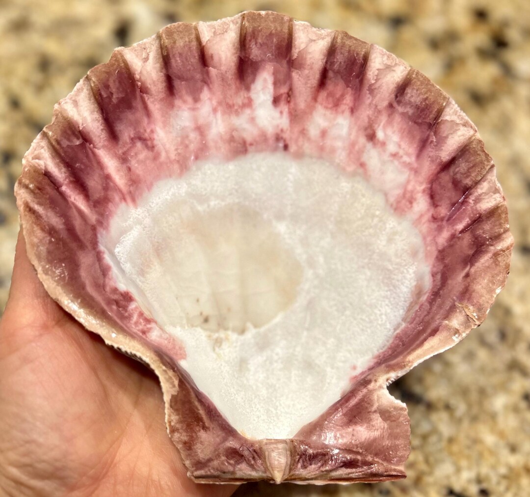 Large Pacific LION’S PAW Seashell Bivalve Single Valve Shell Crafting ...