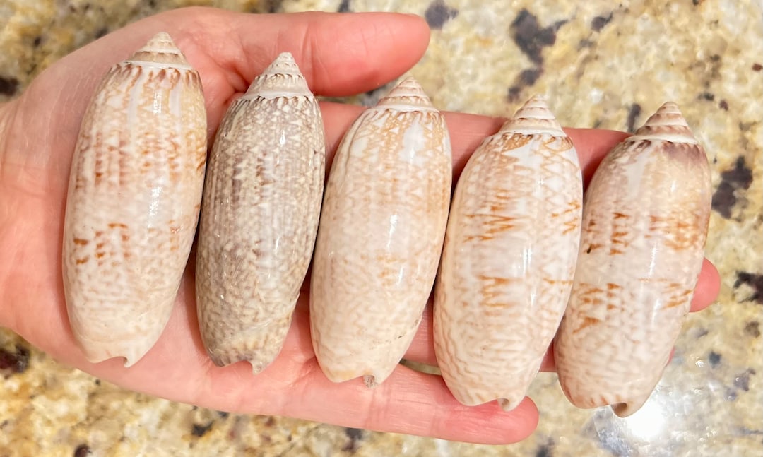 5 BIG OLIVE Seashell Florida East Coast Palm Beach County # 41 - Etsy