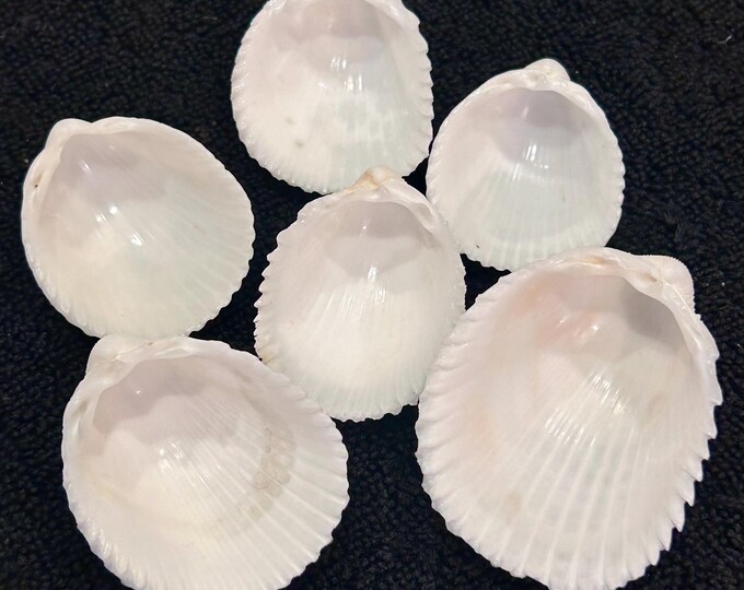 6 Albino/albinistic PRICKLY COCKLE Shells 41-57.5mm Florida Seashells ...