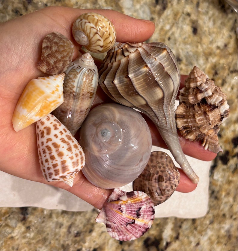 Great Value 10 Florida Seashells Mini Collection Alphabet Cone, Lace Murex, Horse Conch ...