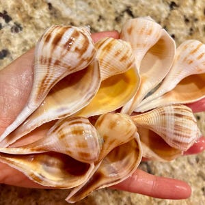 7 Gorgeous Dark Chocolate/light Yellow PEAR WHELKS 60mm-80.5mm Florida ...