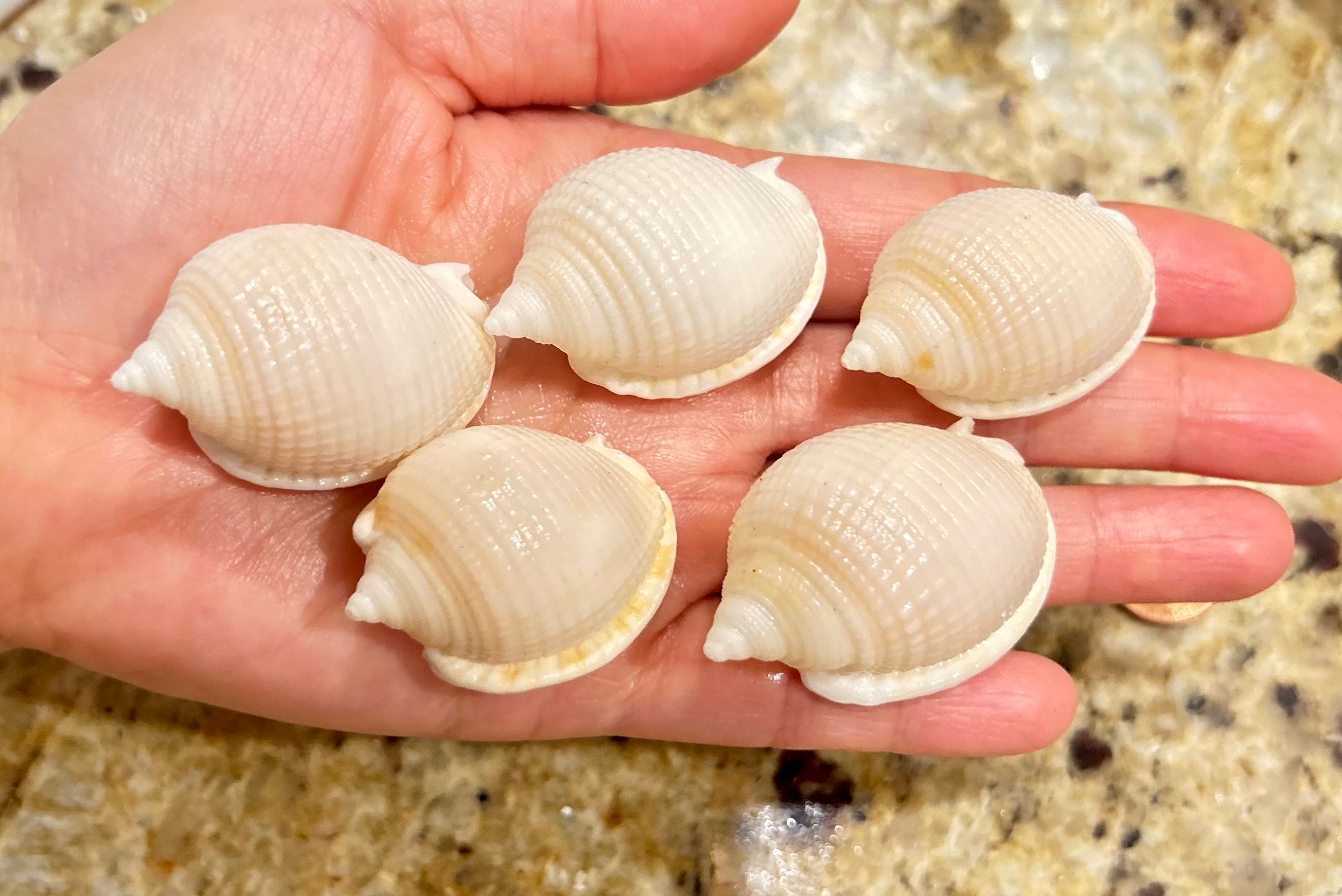 5 Gorgeous SCOTCH BONNET Florida Seashells East Coast 39 - Etsy