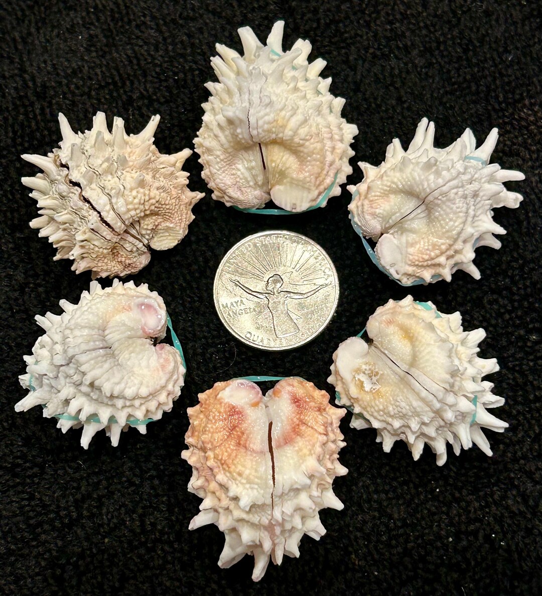 6 Large Heart Hinged/paired Spiny JEWEL BOXES 31-35.5mm Florida ...