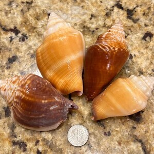 4 UNCOMMON KNOBLESS Florida Fighting Conchs(west Indian Fighting Conch ...