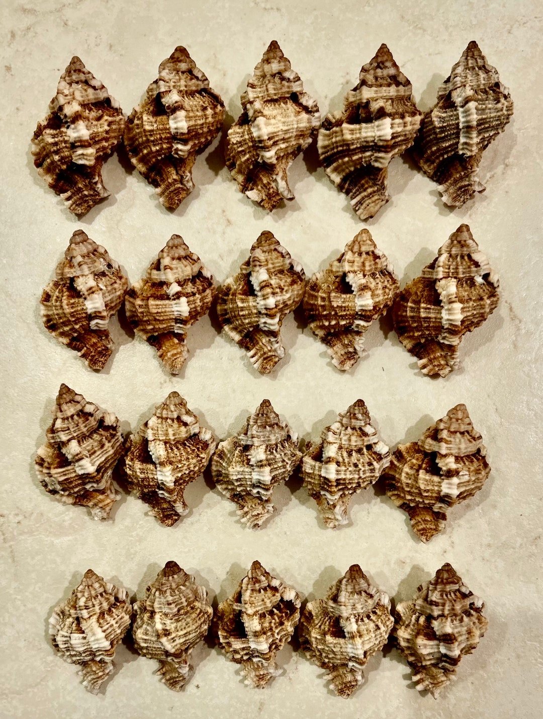 Set of 20 APPLE MUREX Florida Seashells 47mm-56mm Great Shell Crafting ...