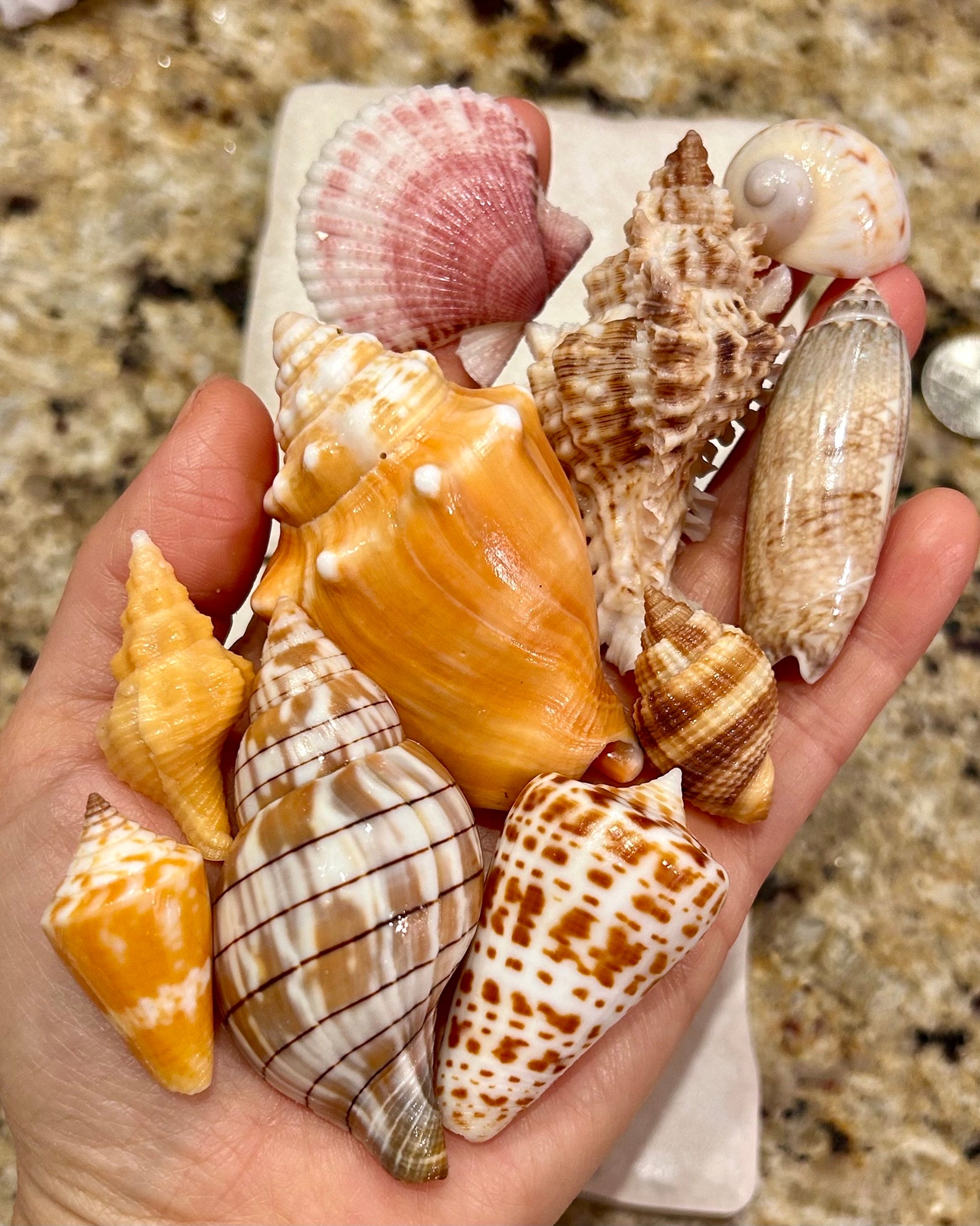 Great Value 10 Florida Seashells Mini Collection Alphabet Cone, Lace ...