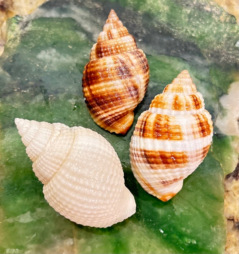 Rare Whopper Albino Nutmeg 43mm, Dark Chocolate Nutmeg 37mm, Bumpy ...