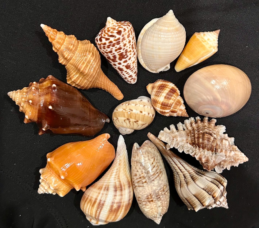 Rare* Flagship* TASTE OF FLORIDA Seashell Collection Alphabet One ...