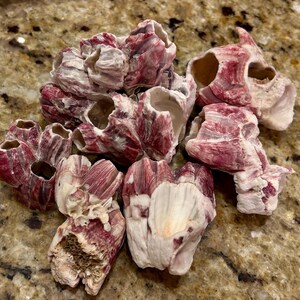 6 Pieces/ Clusters Pink/ Purple Titan BARNACLES Florida Shells Aquarium ...